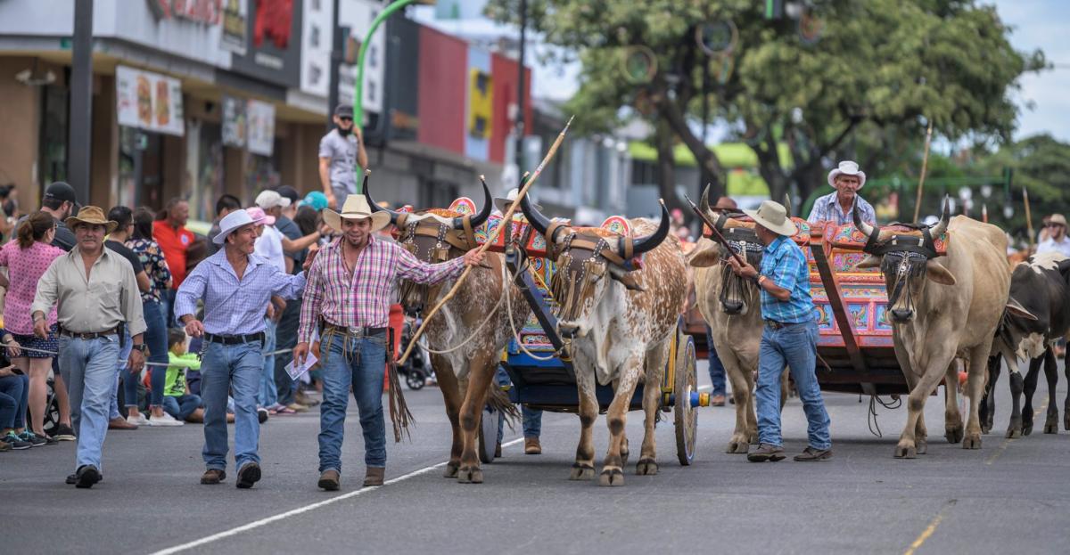 El boyeo costarricense, una tradición que perdura con el tiempo ...